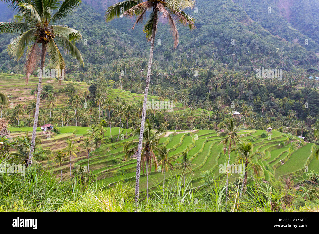 Panorama of beautiful rice terraces at Central Bali Stock Photo - Alamy
