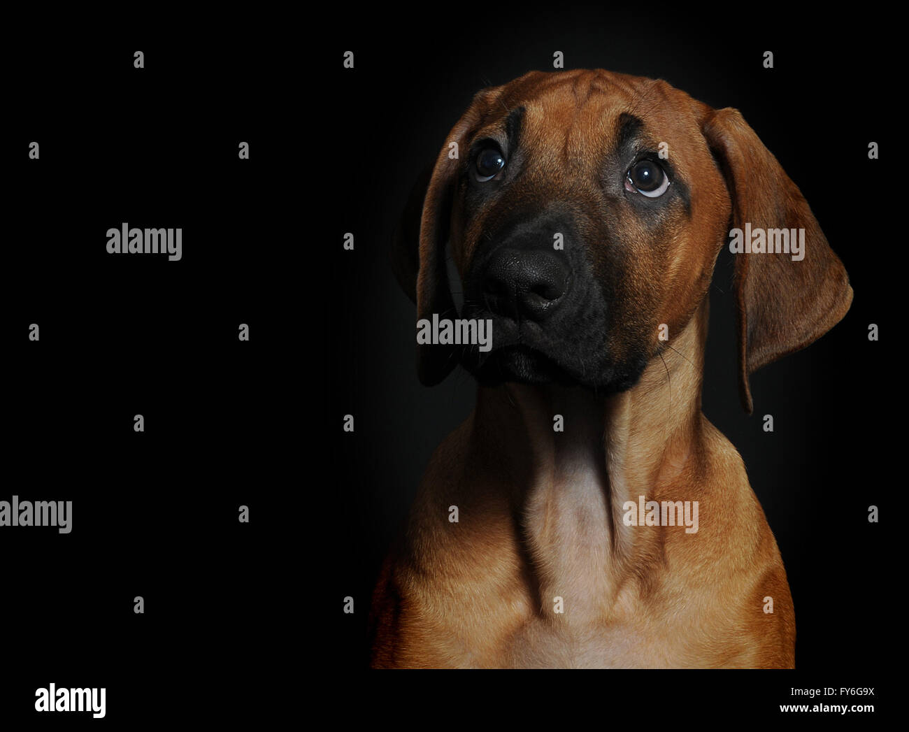 Rhodesian ridgeback nose hi-res stock photography and images - Alamy