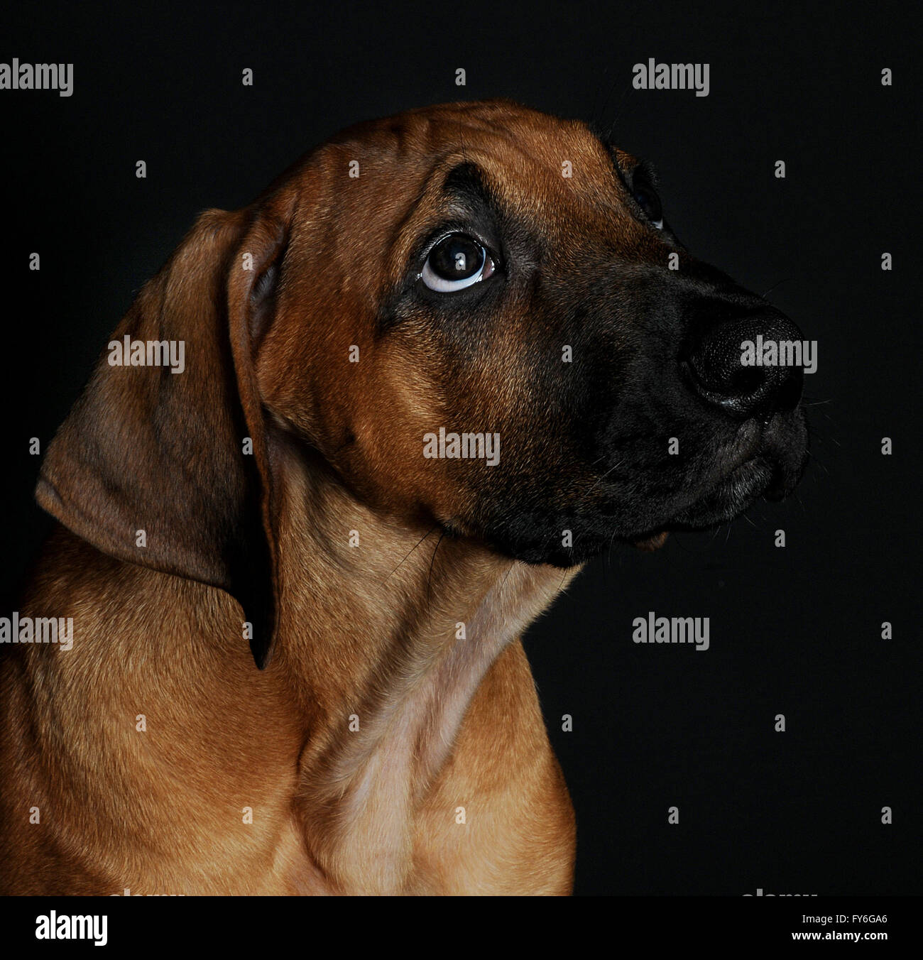 Rhodesian ridgeback nose hi-res stock photography and images - Alamy