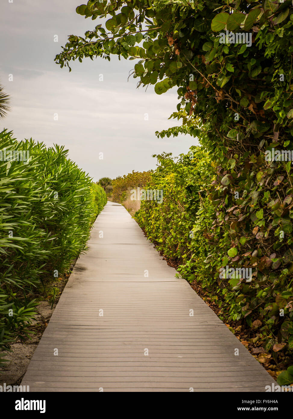 Boardwalk forms a walkway through parkland in Florida Stock Photo - Alamy
