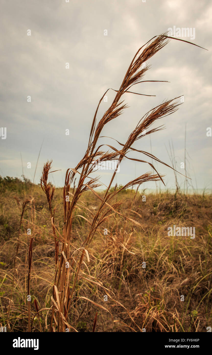 Closeup oat grass waving in the wind skyward View Stock Photo - Alamy