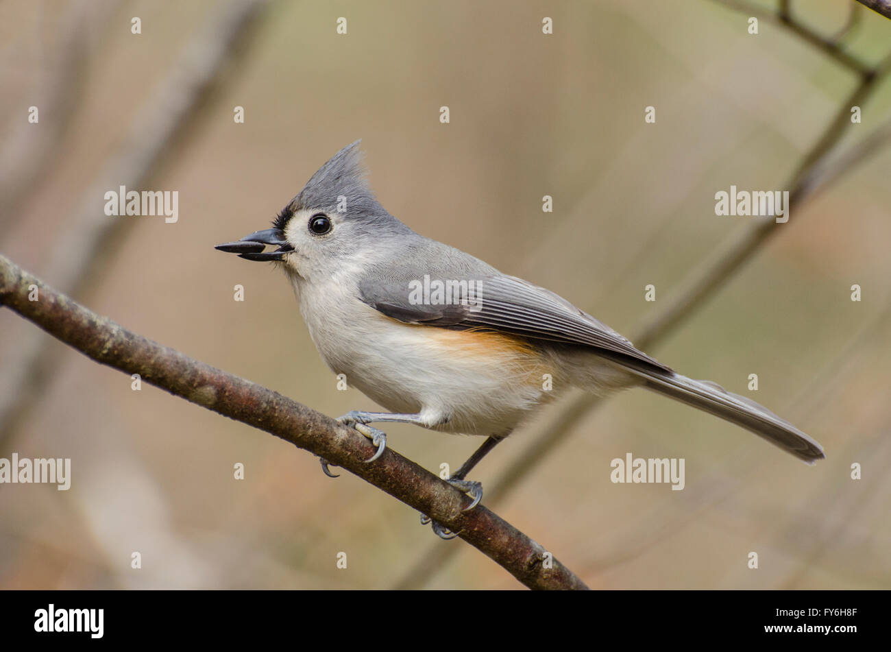 Blue titmouse hi-res stock photography and images - Alamy