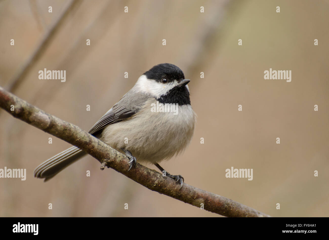 Chickadee on a tree branch Stock Photo - Alamy