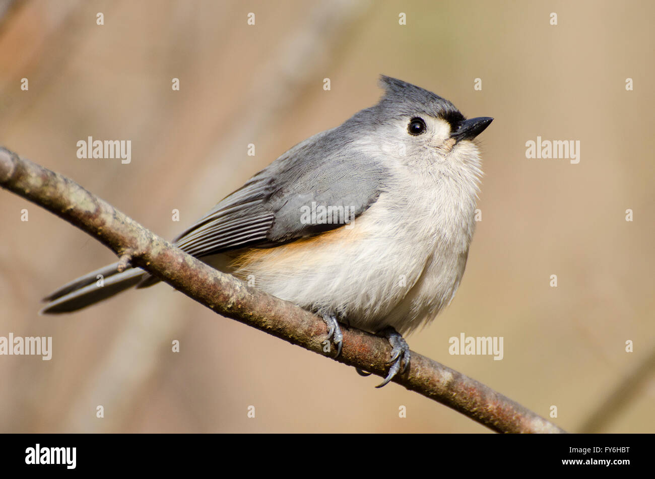 Blue titmouse hi-res stock photography and images - Alamy