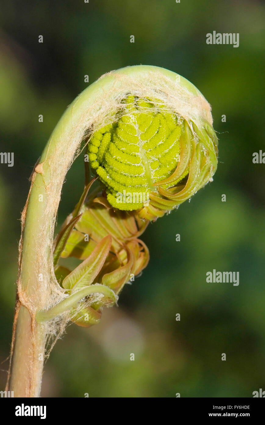 close up young leaf of fern Osmunda regalis Stock Photo - Alamy