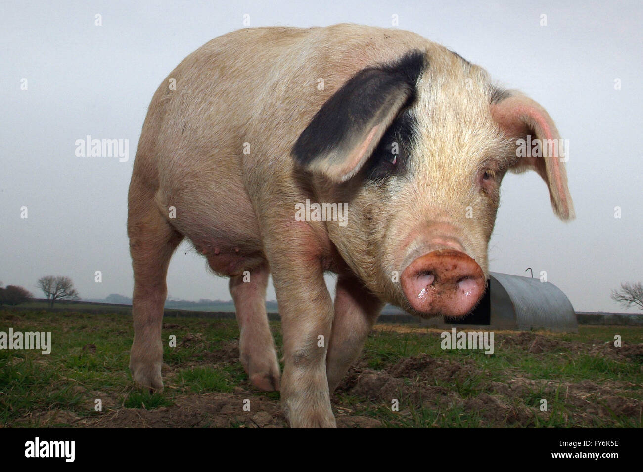 Traditional historic Gloucester Old Spot pigs on a farm in ...