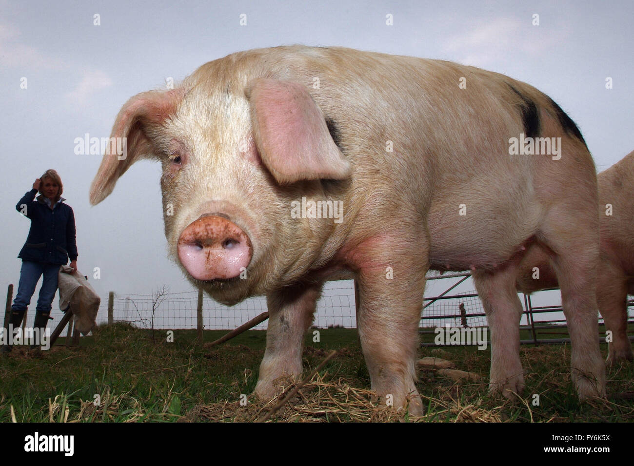 Traditional historic Gloucester Old Spot pigs on a farm in ...