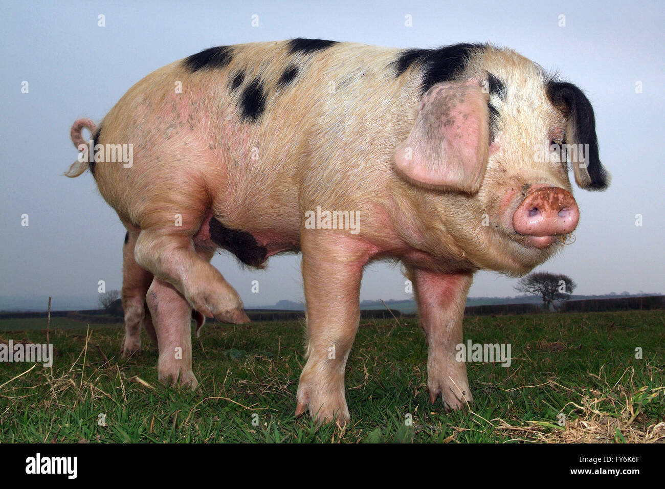Old Farmyards Stock Photos & Old Farmyards Stock Images - Alamy