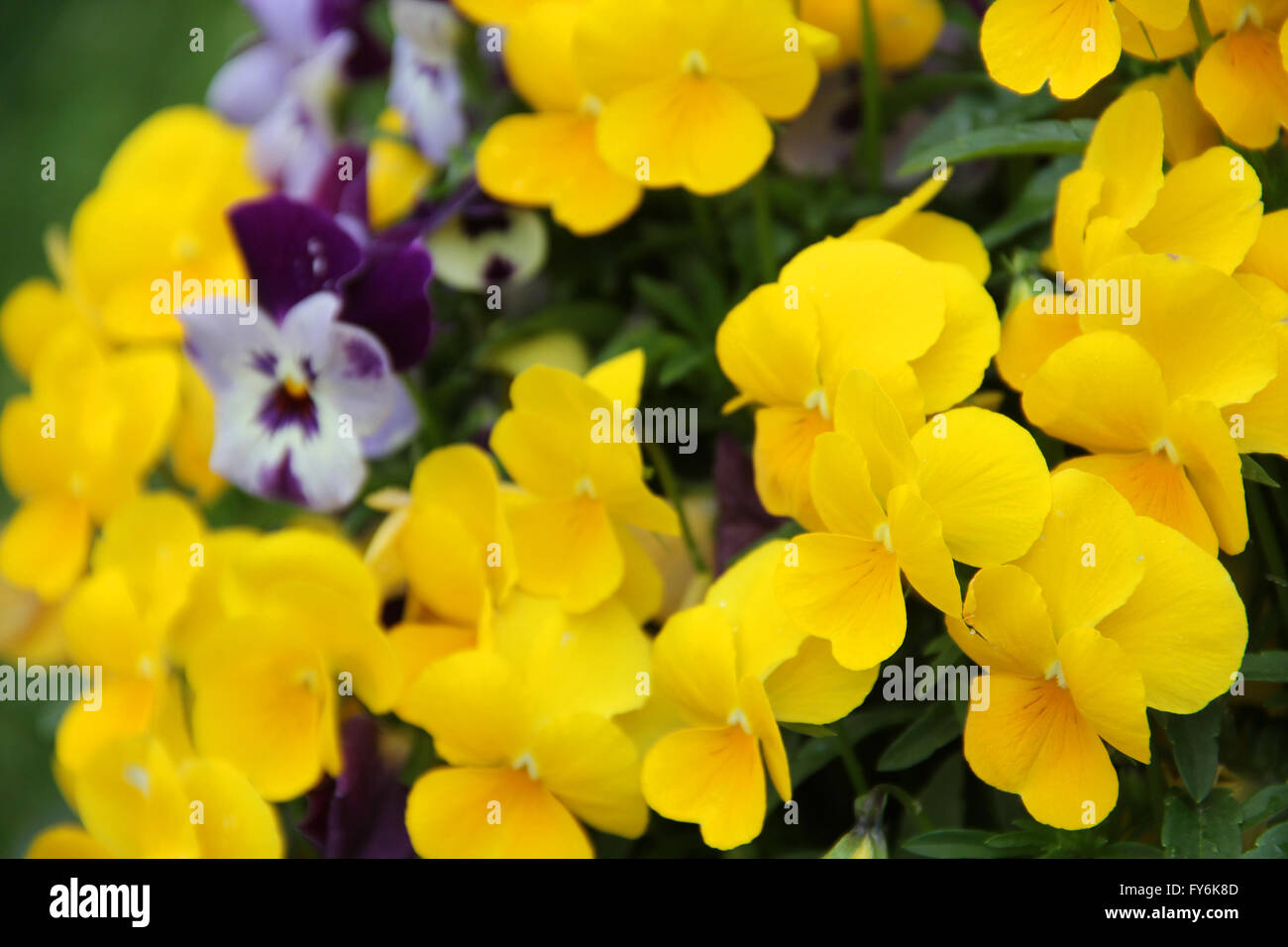 Yellow and purple viola flowers macro close up Stock Photo - Alamy