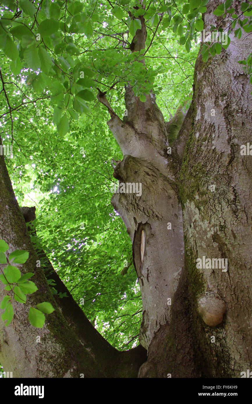 Linden tree green hi-res stock photography and images - Alamy