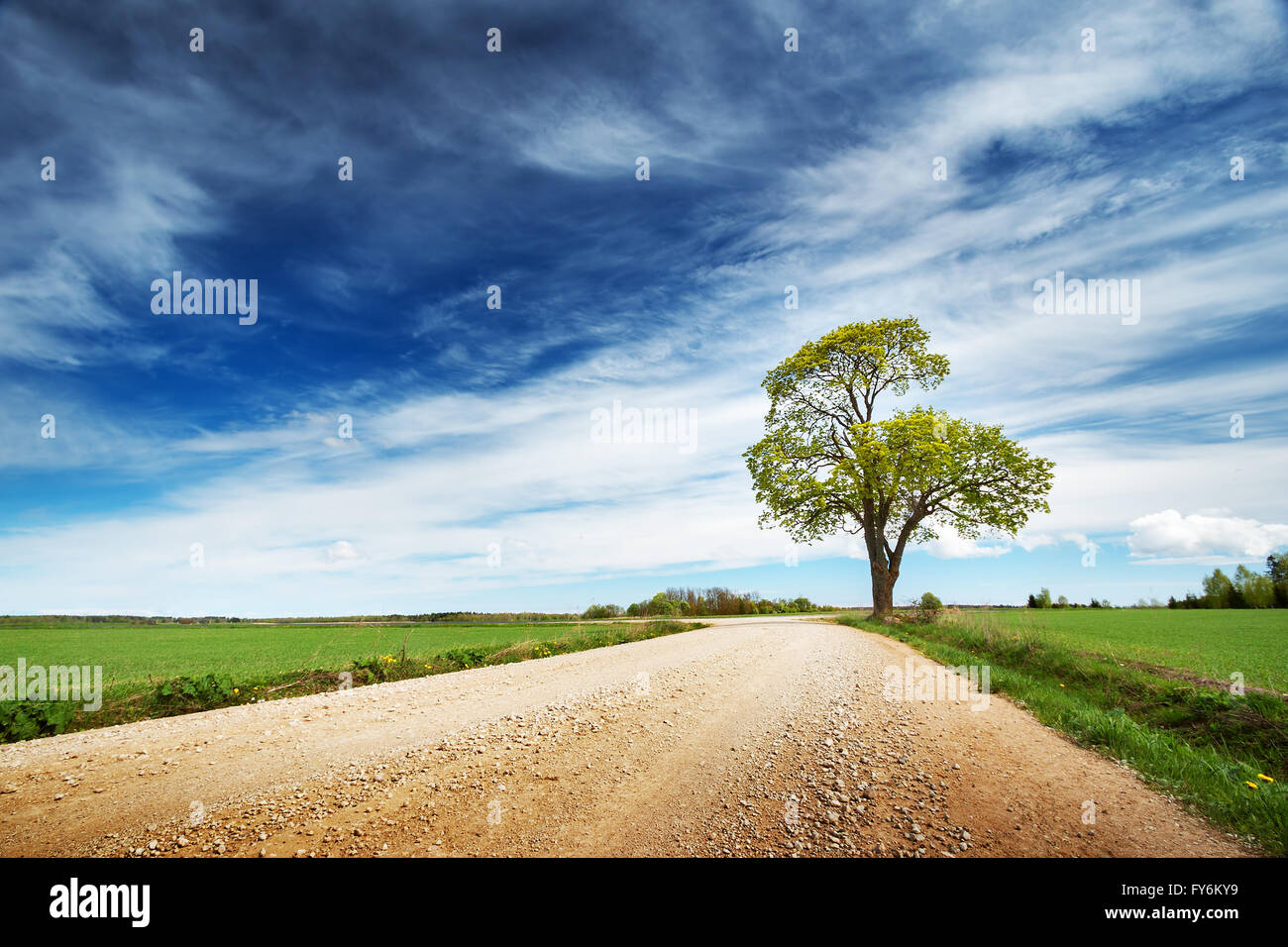 Lonely tree in spring near gravel road Stock Photo - Alamy