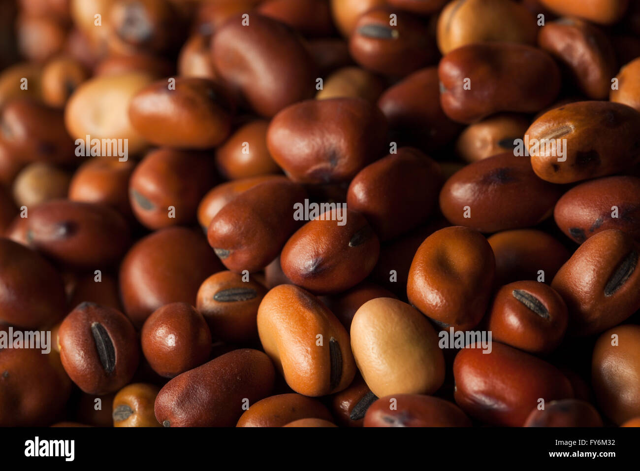 Raw Dry Organic Fava Beans in a Bowl Stock Photo - Alamy