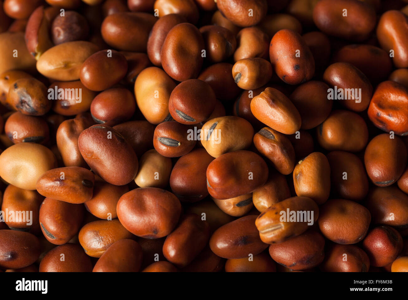Faba fava beans hi-res stock photography and images - Alamy