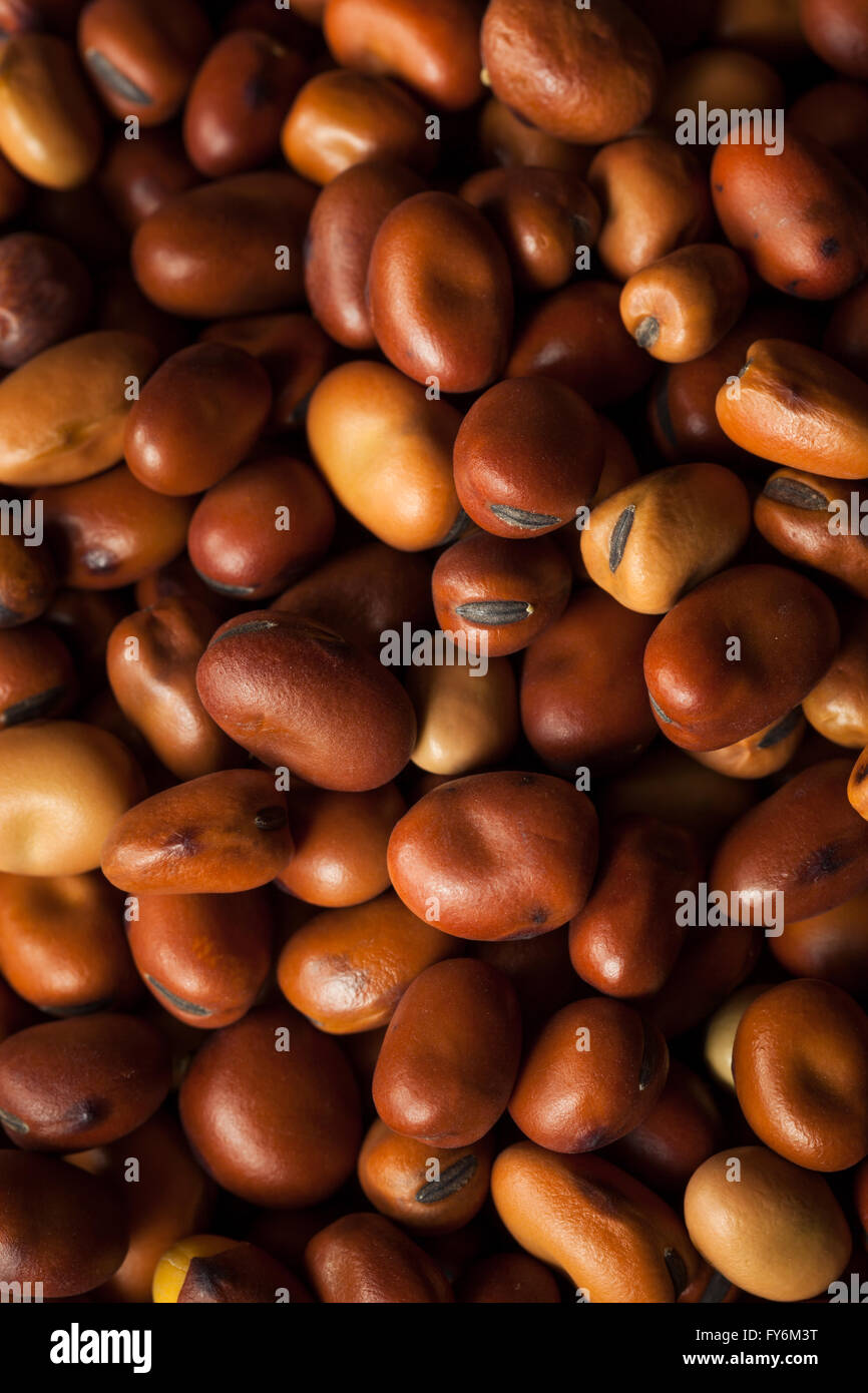 Raw Dry Organic Fava Beans in a Bowl Stock Photo - Alamy
