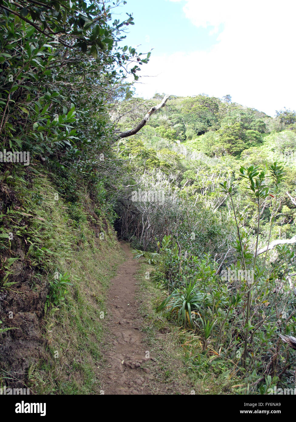 Cliffside path surrounded with grass, bushes, and trees on Tantalus ...