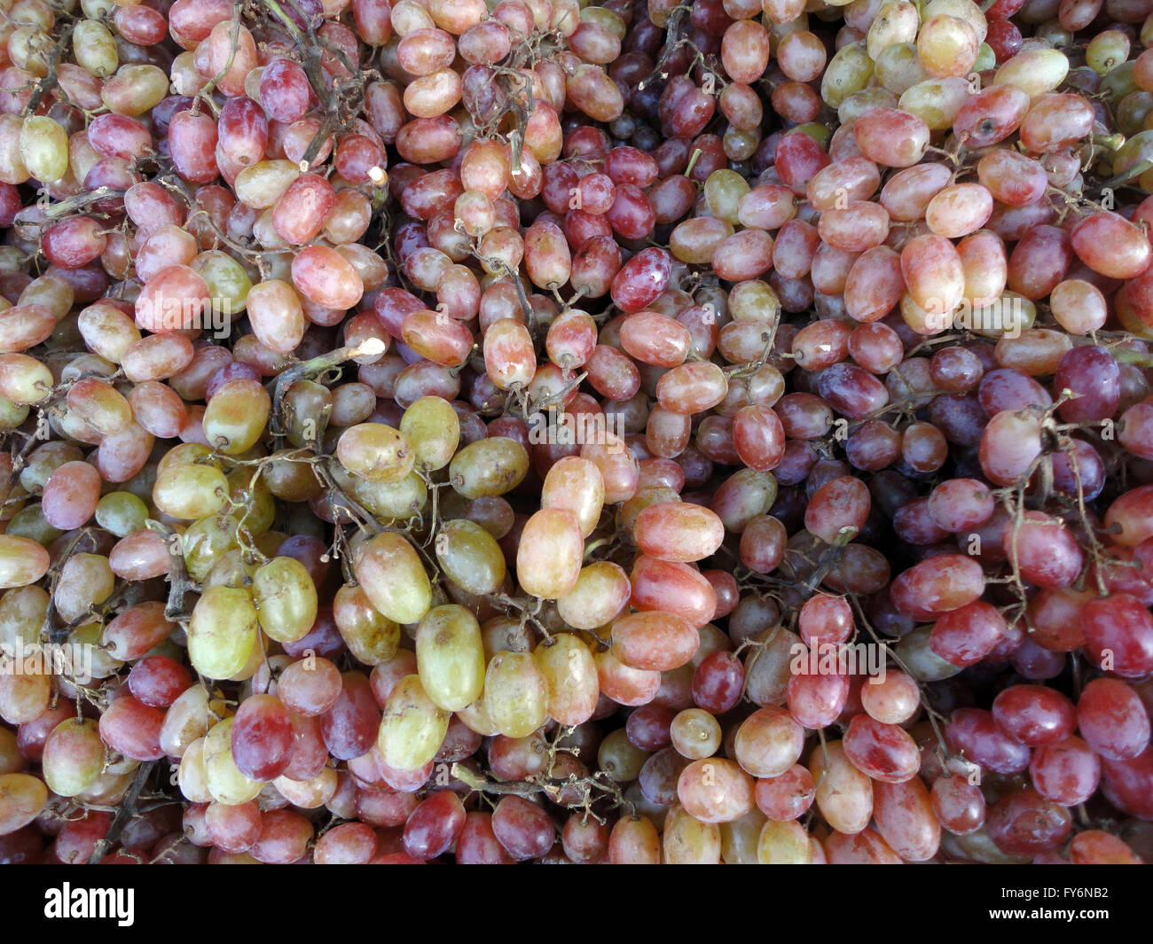 Large pile of Red Green grapes on display at Farmers Market in San ...