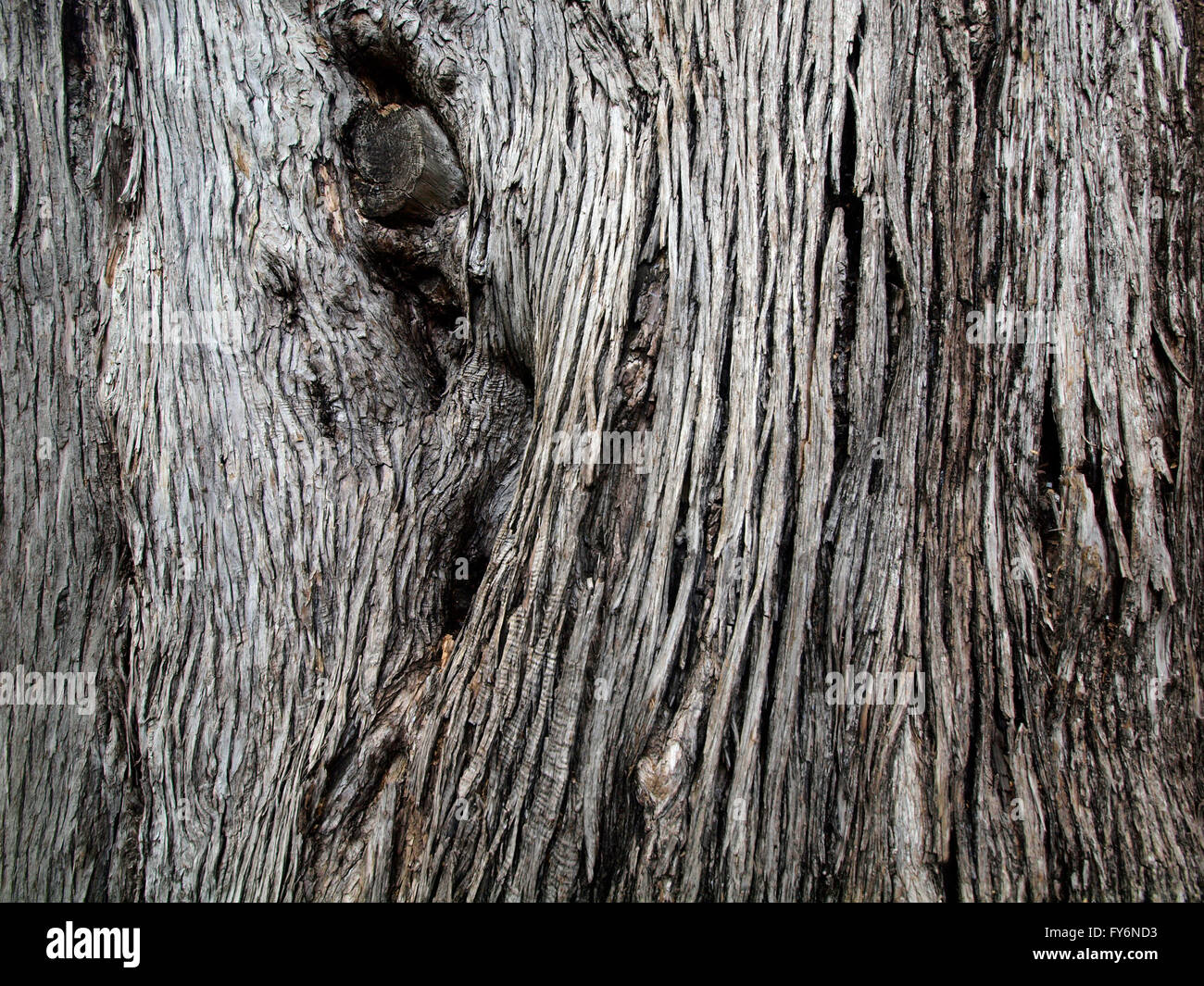 Bark with knots hi-res stock photography and images - Alamy