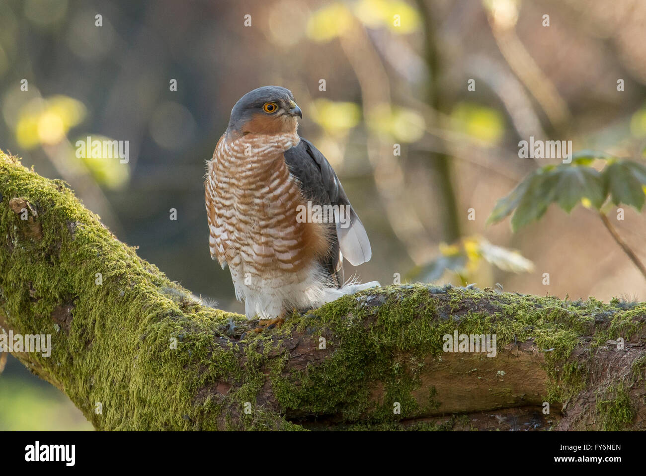 Sparrowhawk male plucking post Stock Photo - Alamy