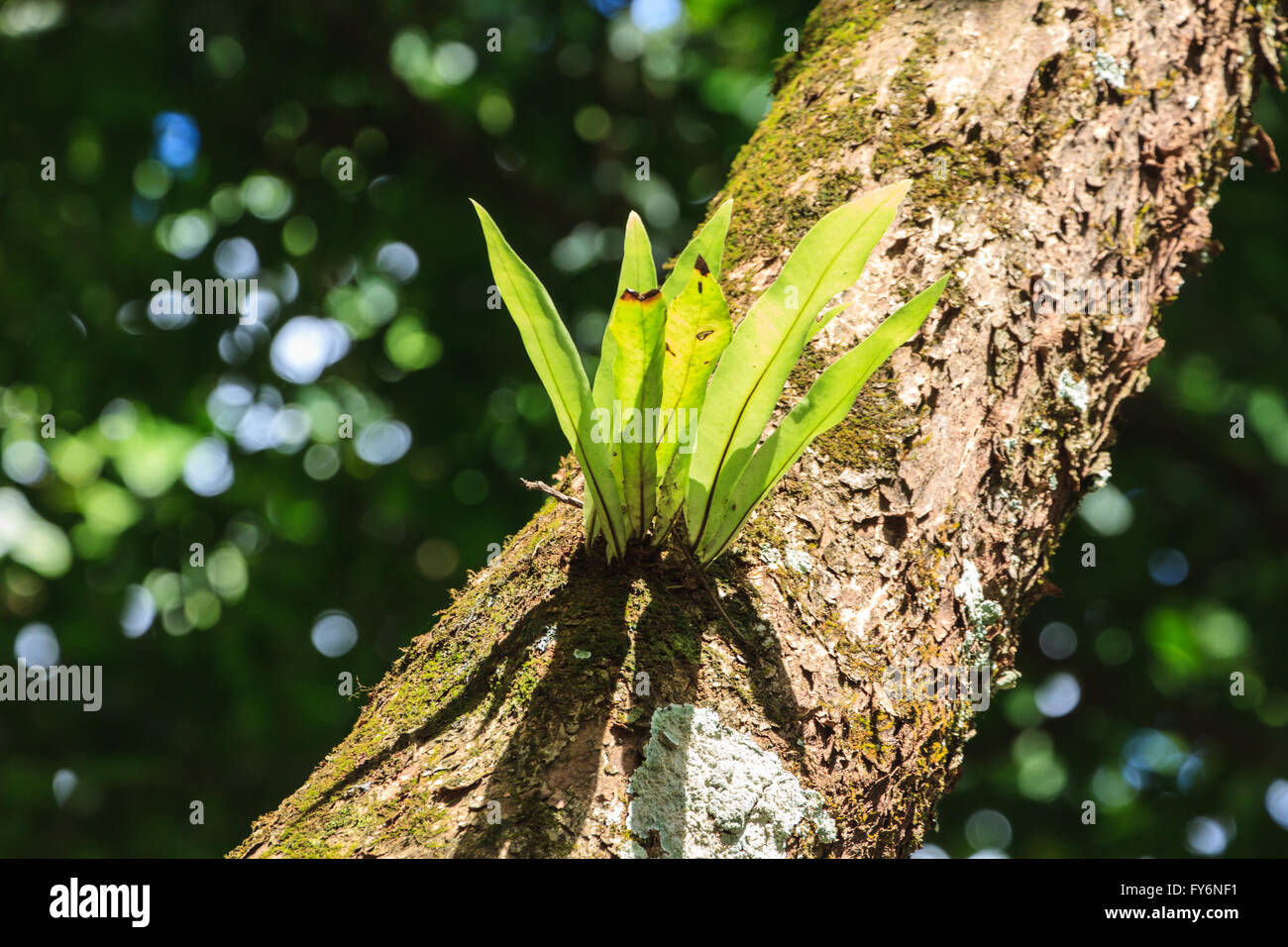 fern on trunk tree in deep forest Stock Photo - Alamy