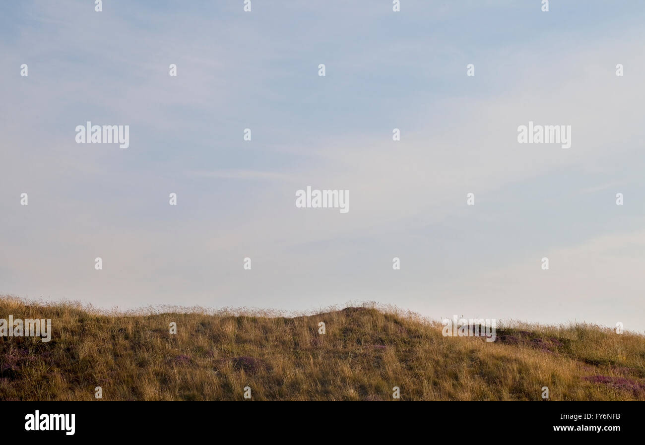 Fringe of Grass. The morning light catches the tops of the overgrown ...