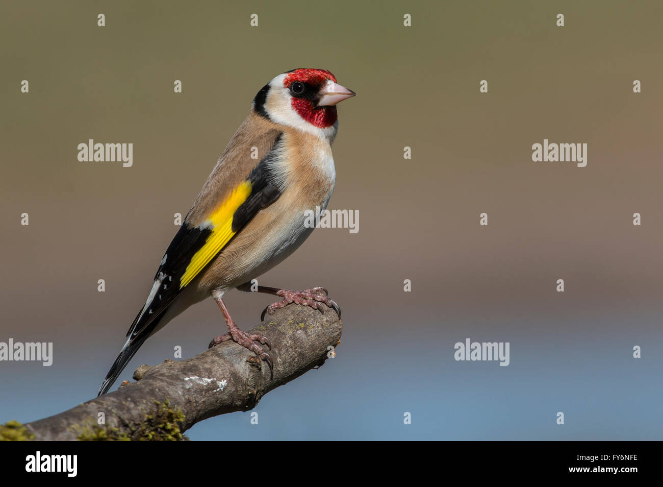 Goldfinch bird hi-res stock photography and images - Alamy