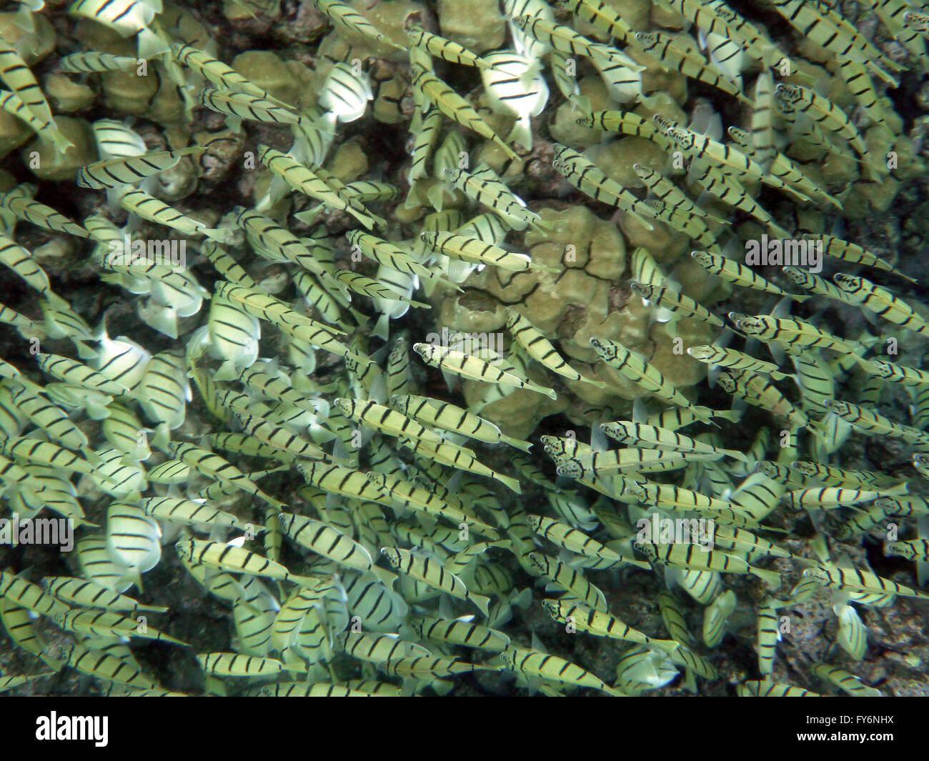 Convict fish hi-res stock photography and images - Alamy