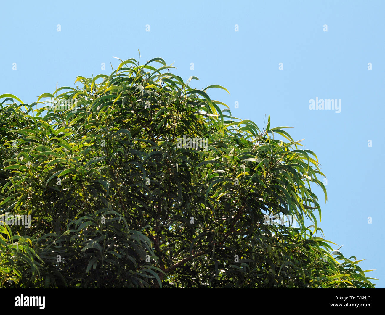 Curved Native Hawaiian plant Koa Leafs and Blue sky Stock Photo - Alamy