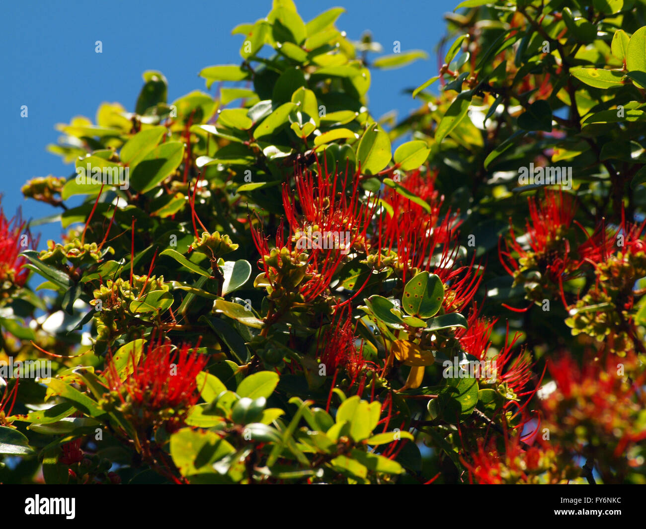 Ohia lehua blossom hi-res stock photography and images - Alamy