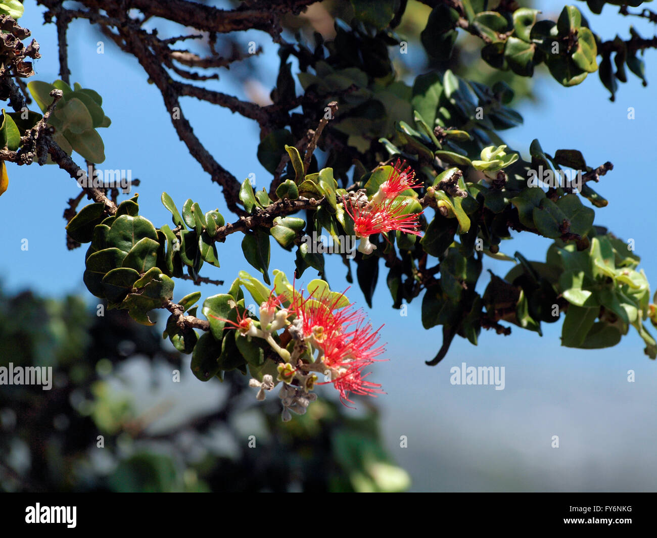 Ohia lehua blossom hi-res stock photography and images - Alamy