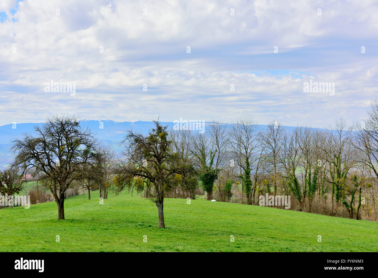 French low alpine countryside, two trees in field, near village “Jussy ...