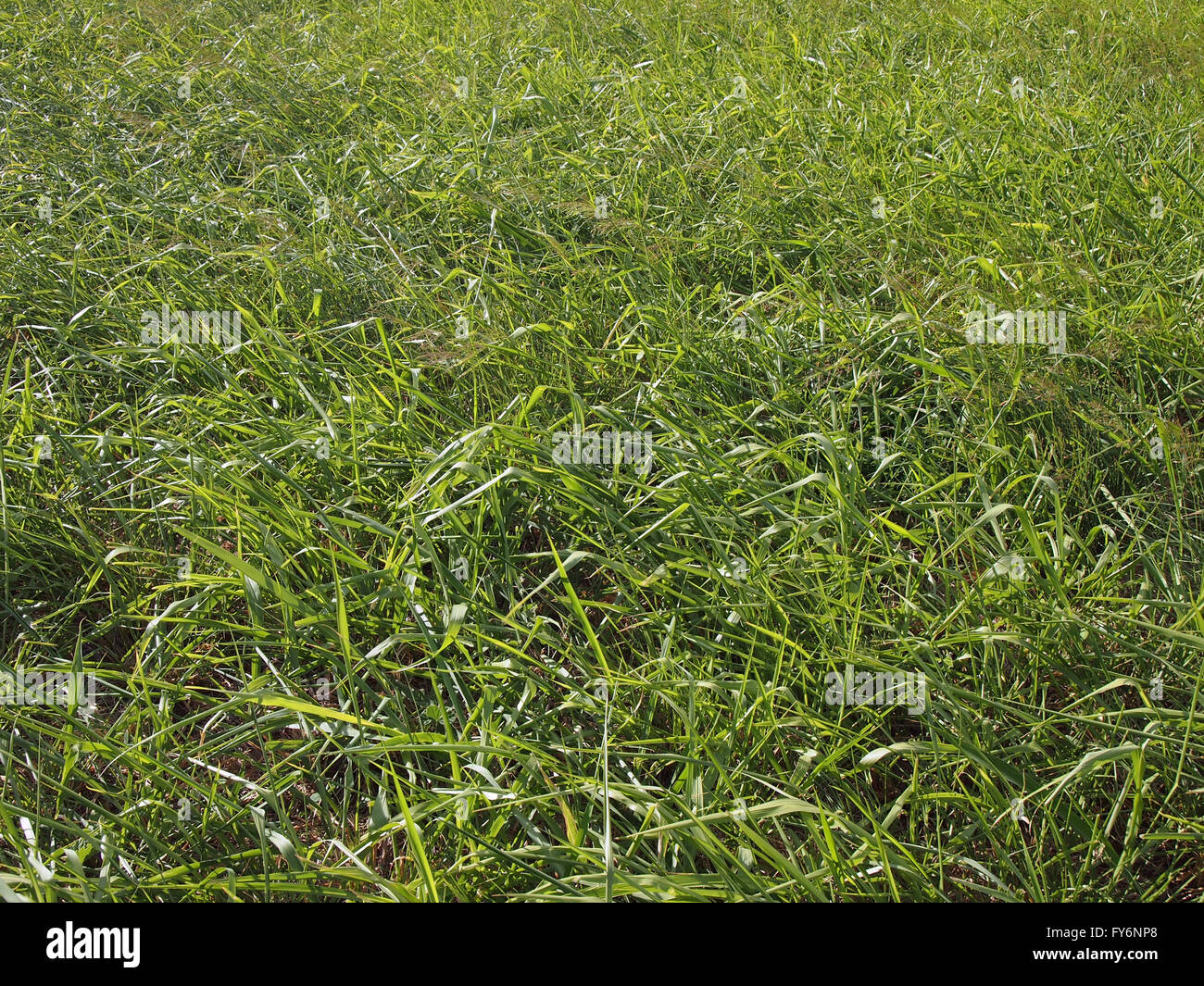 Field of Long tall green grass with seeds Stock Photo - Alamy