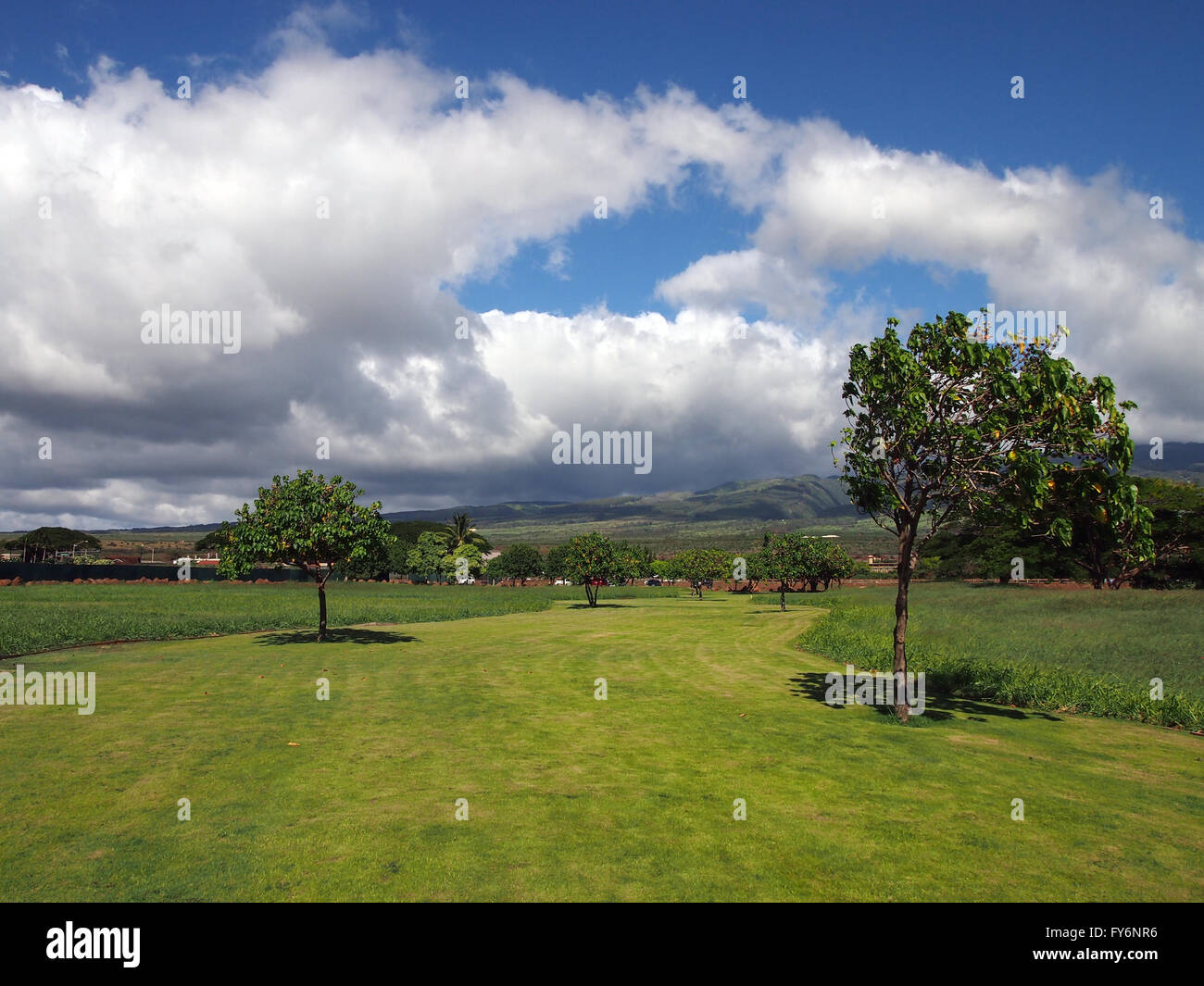 Mowed Grass path in a Park in Kaanapali on Maui, Hawaii Stock Photo - Alamy