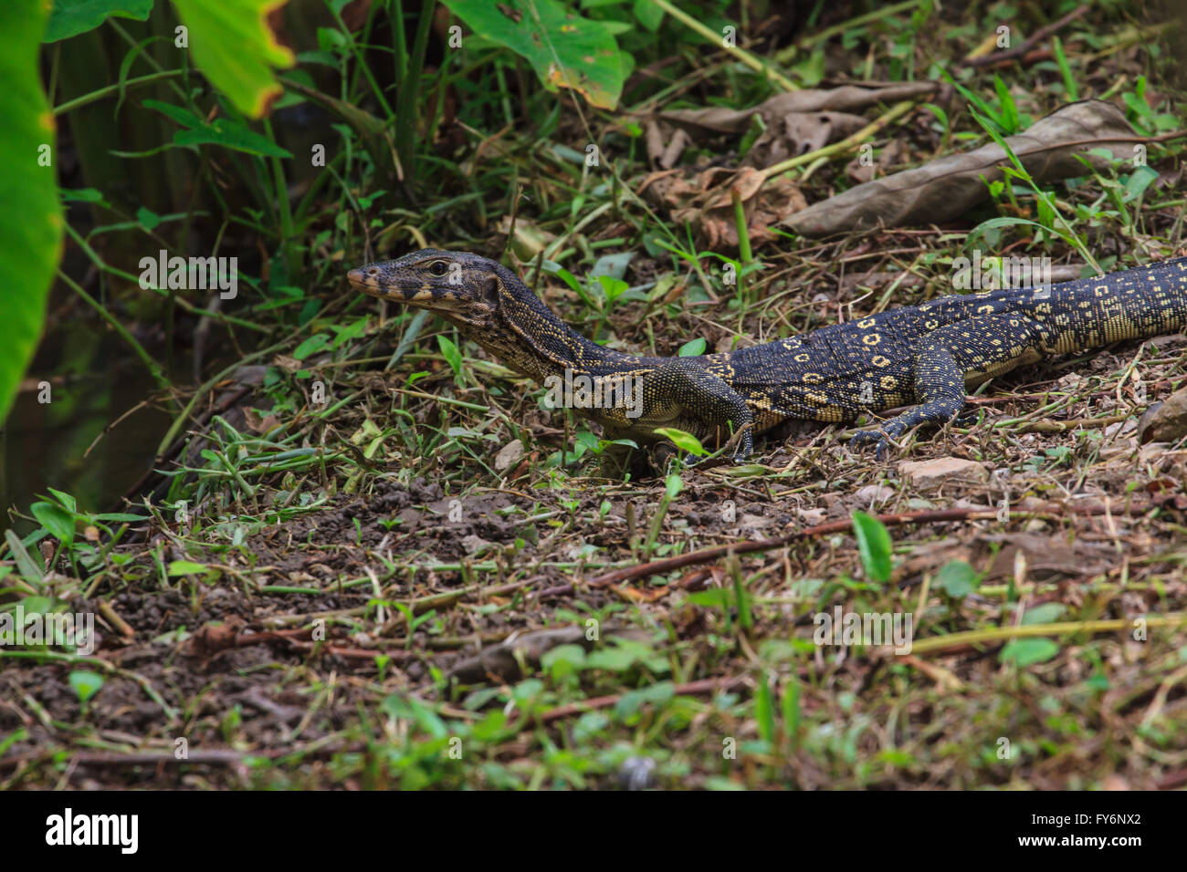 Lizard in water hi-res stock photography and images - Alamy