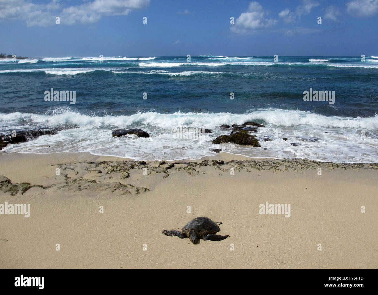 Turtle rest on beach as waves clash on the North Shore on Oahu, Hawaii ...