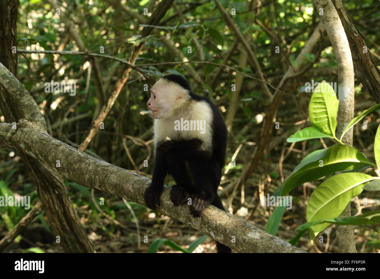 White faced monkey hi-res stock photography and images - Alamy