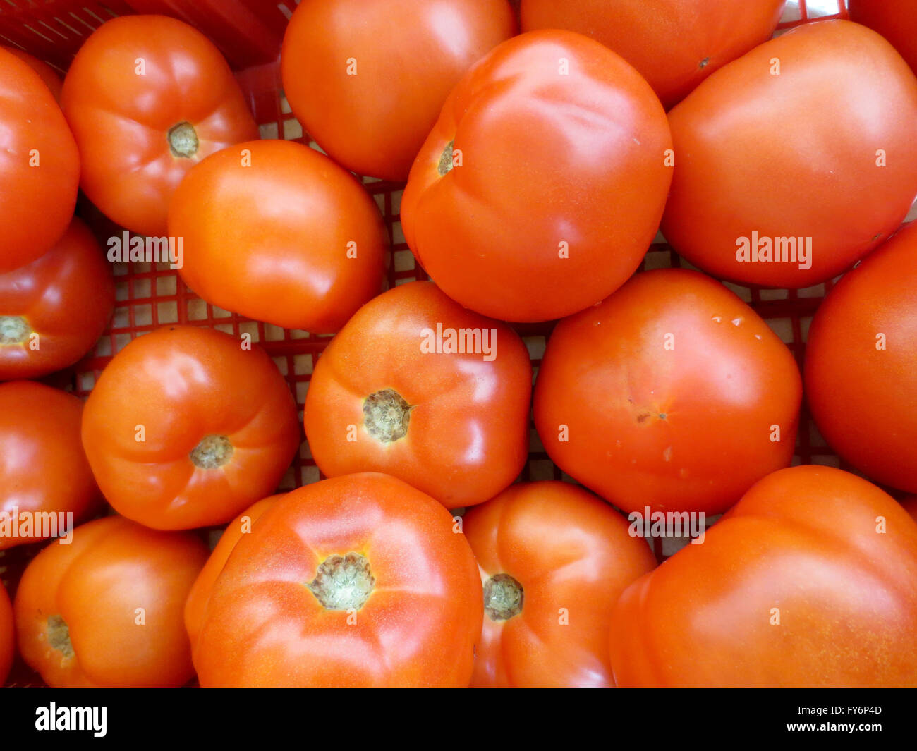 Beef Steak Tomatoes for sale at farmers market in Honolulu, Hawaii ...
