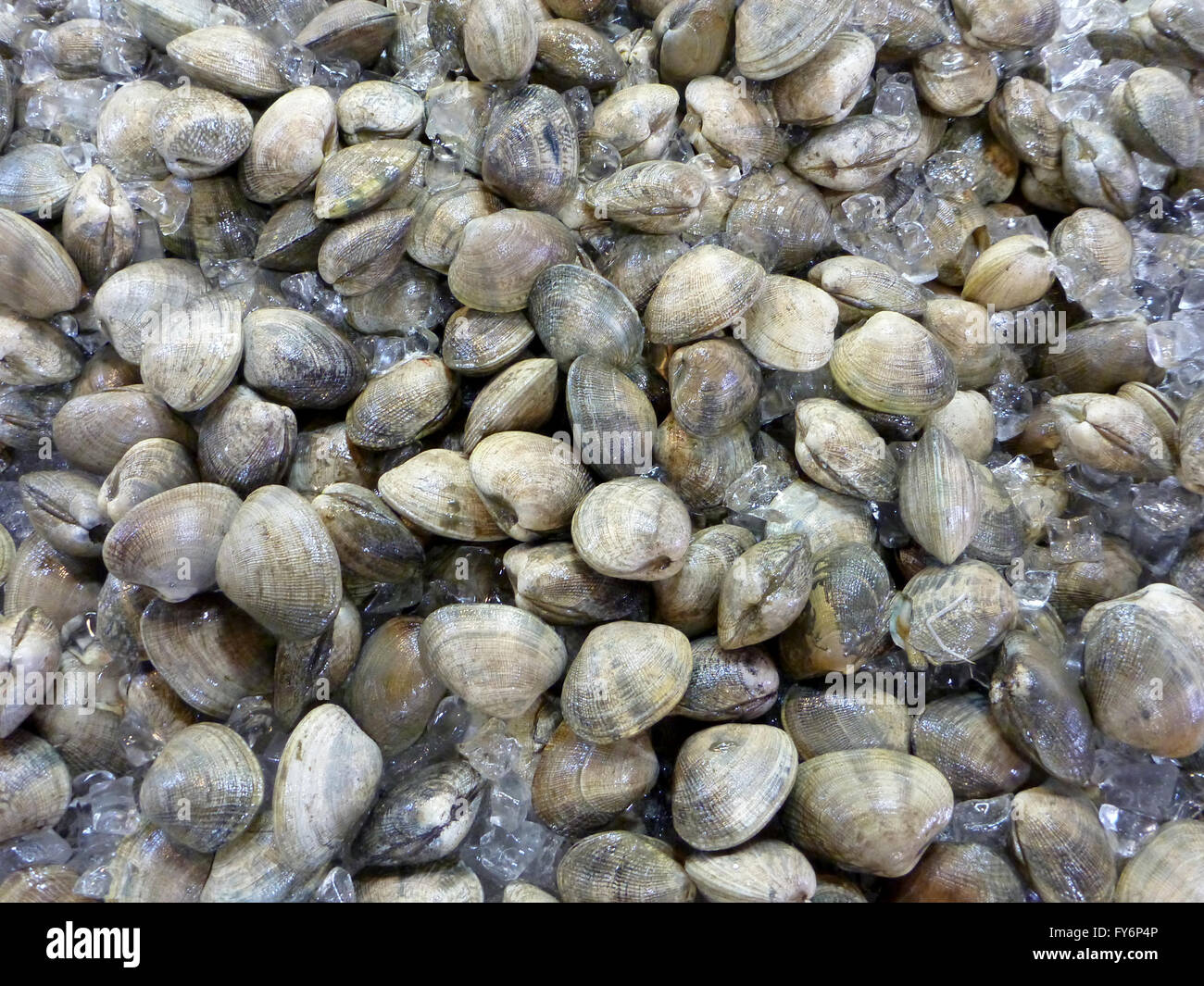 Clam closed hi-res stock photography and images - Alamy