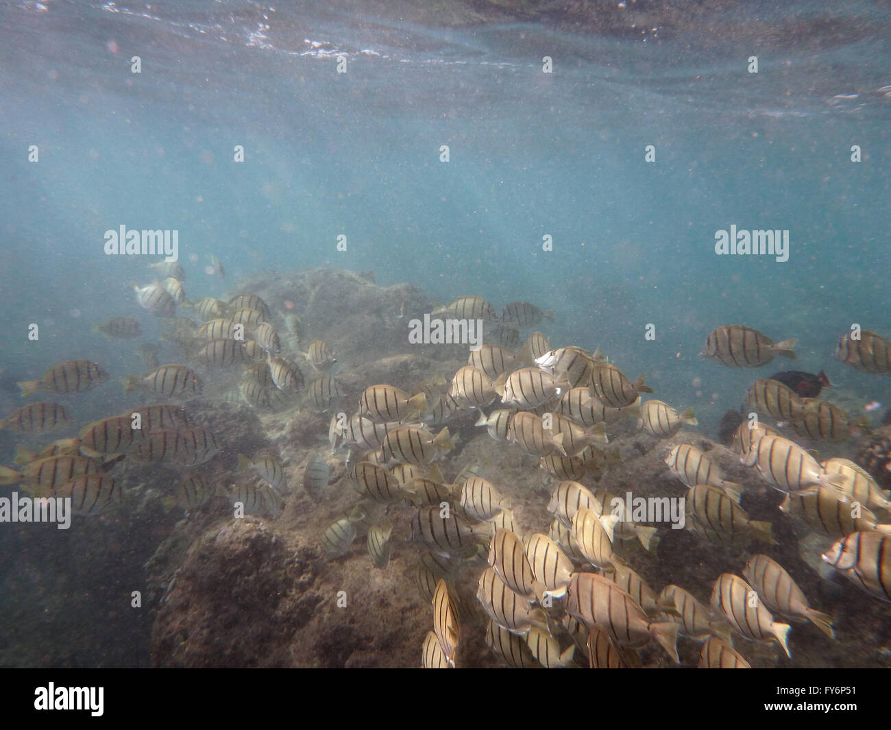 Convict fish hi-res stock photography and images - Alamy