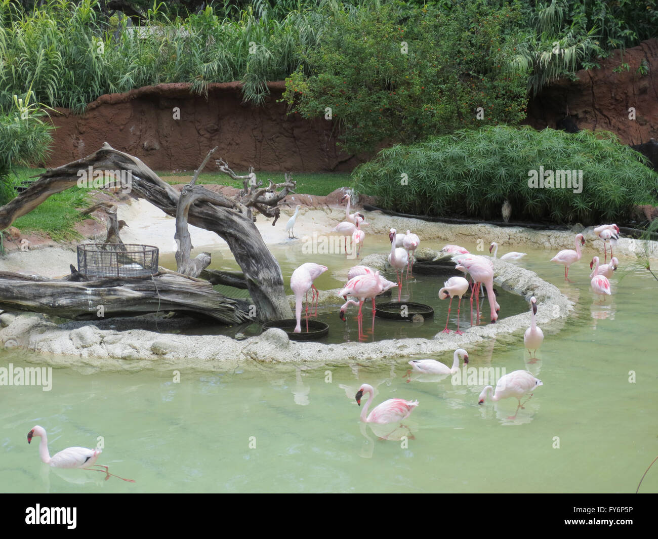 Honolulu zoo hi-res stock photography and images - Alamy