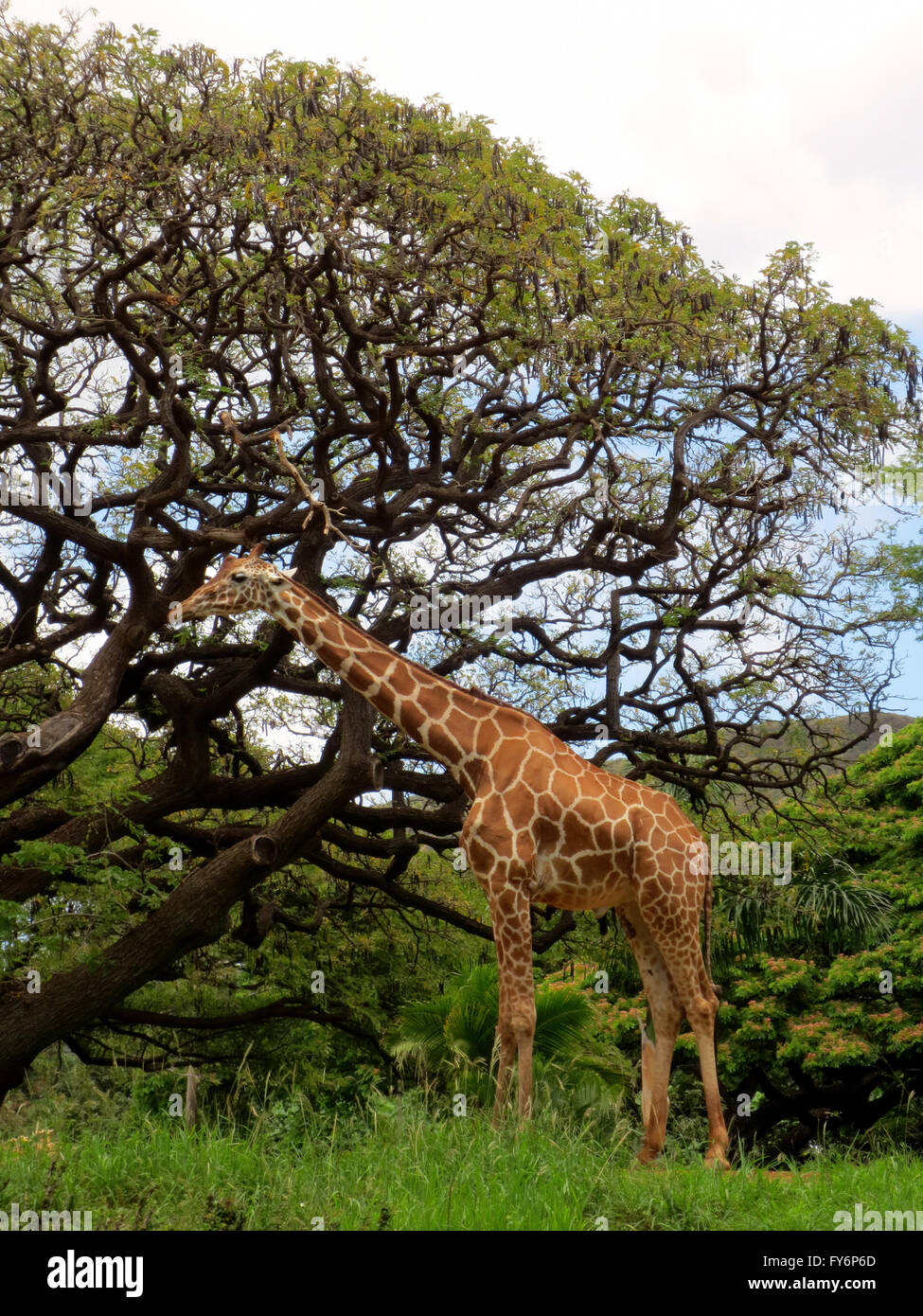 Honolulu zoo hi-res stock photography and images - Alamy