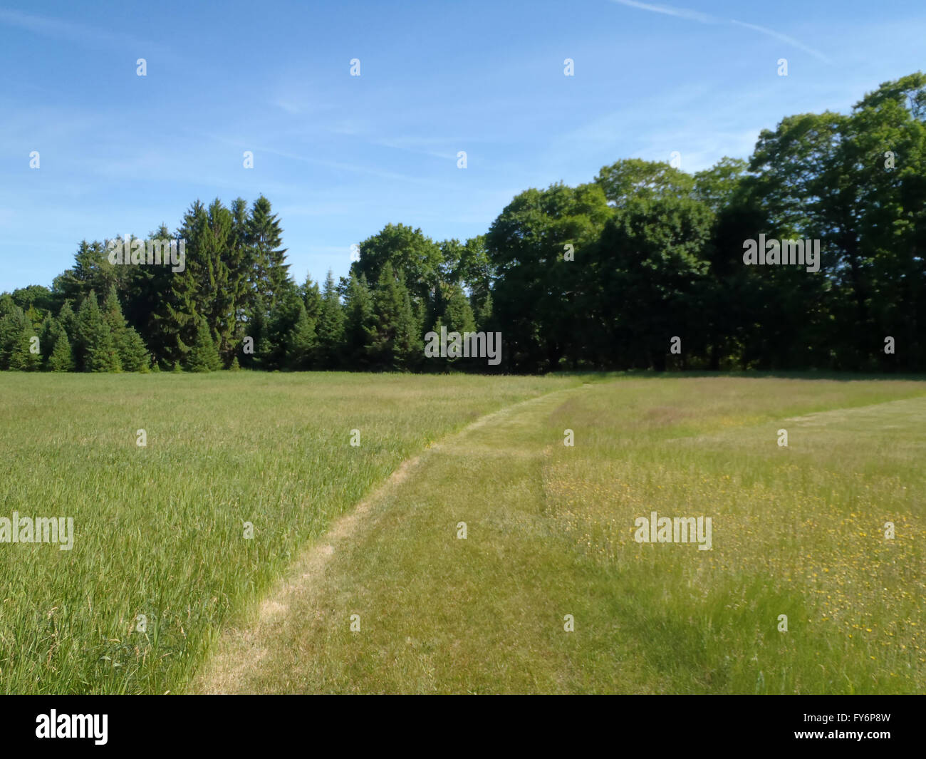 Mowed Path in a grass field with Large Pines around in Maine Stock ...