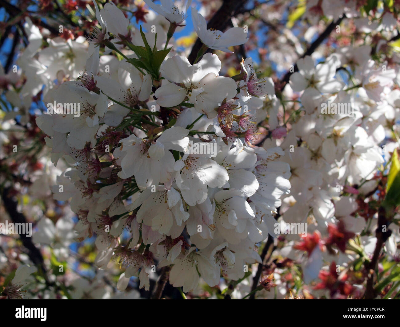 White flowers with pink nector stem in bloom in tree looking upwards ...