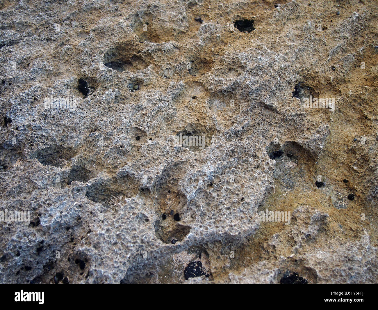 Coral pattern hi-res stock photography and images - Alamy