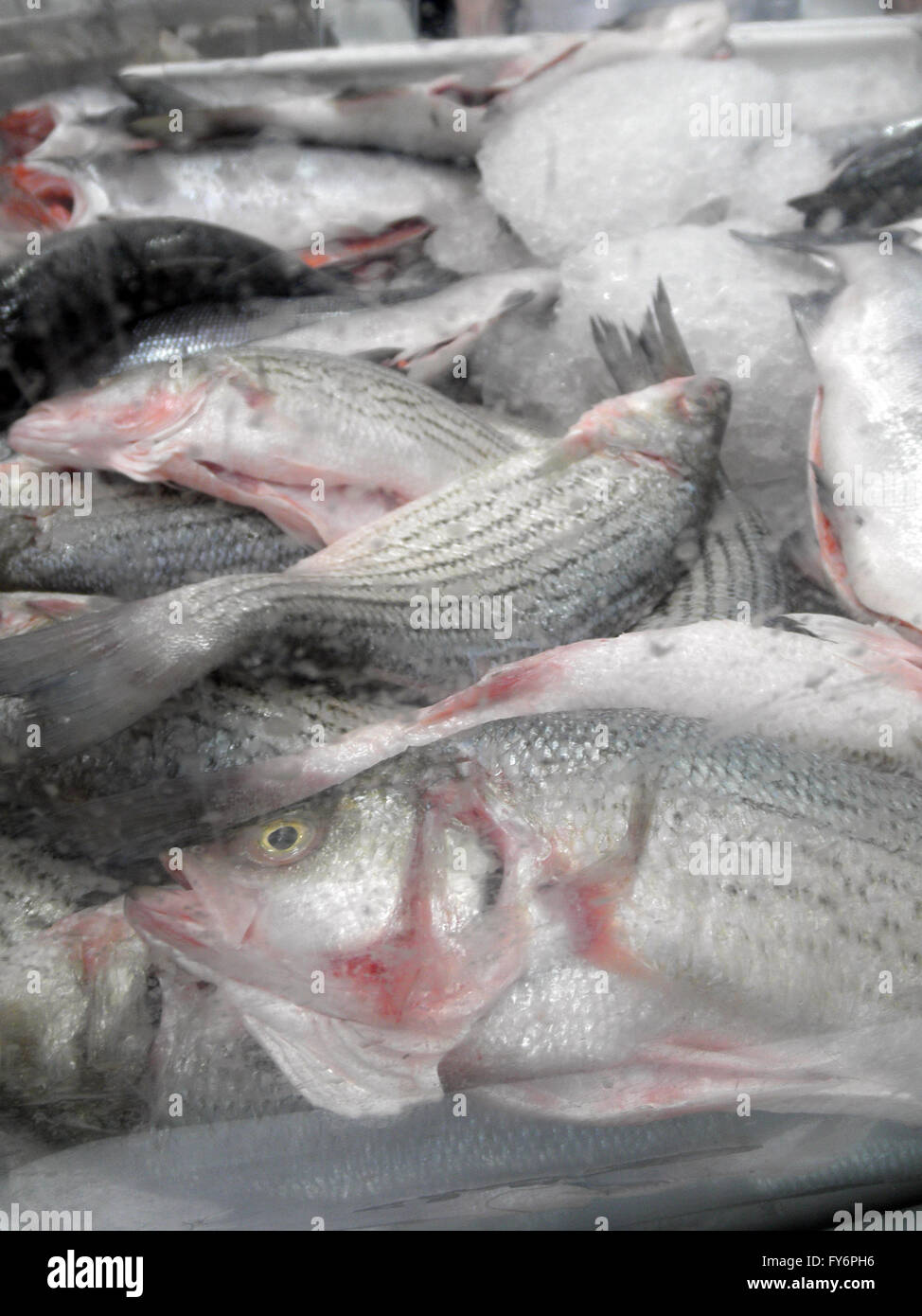 Frozen fish in block of ice hi-res stock photography and images - Alamy
