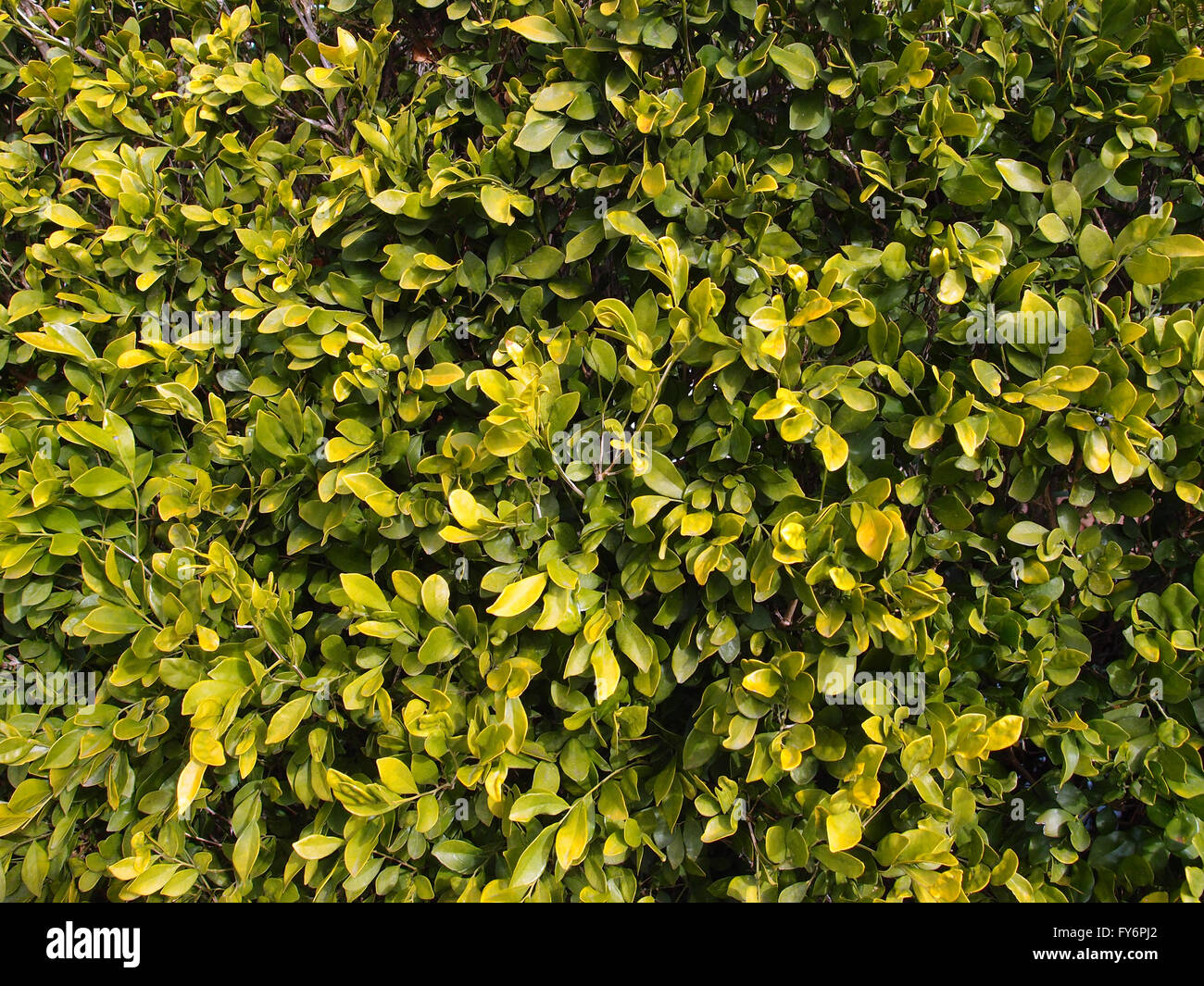 Green small Leafs of Hedge pattern texture background Stock Photo - Alamy