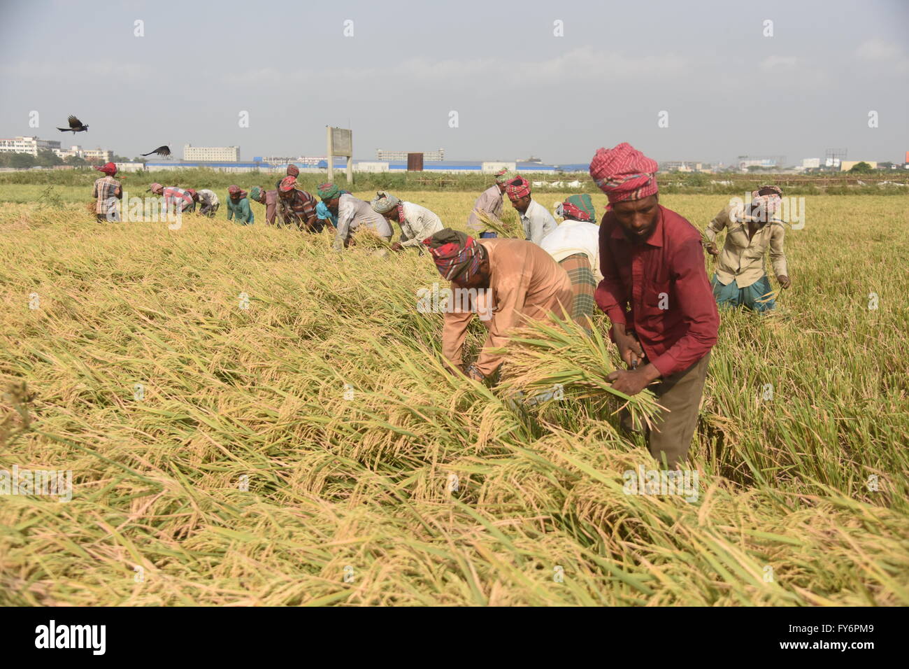 Bangladeshi farmers harvest rice in a field on the outskirts of Dhaka ...
