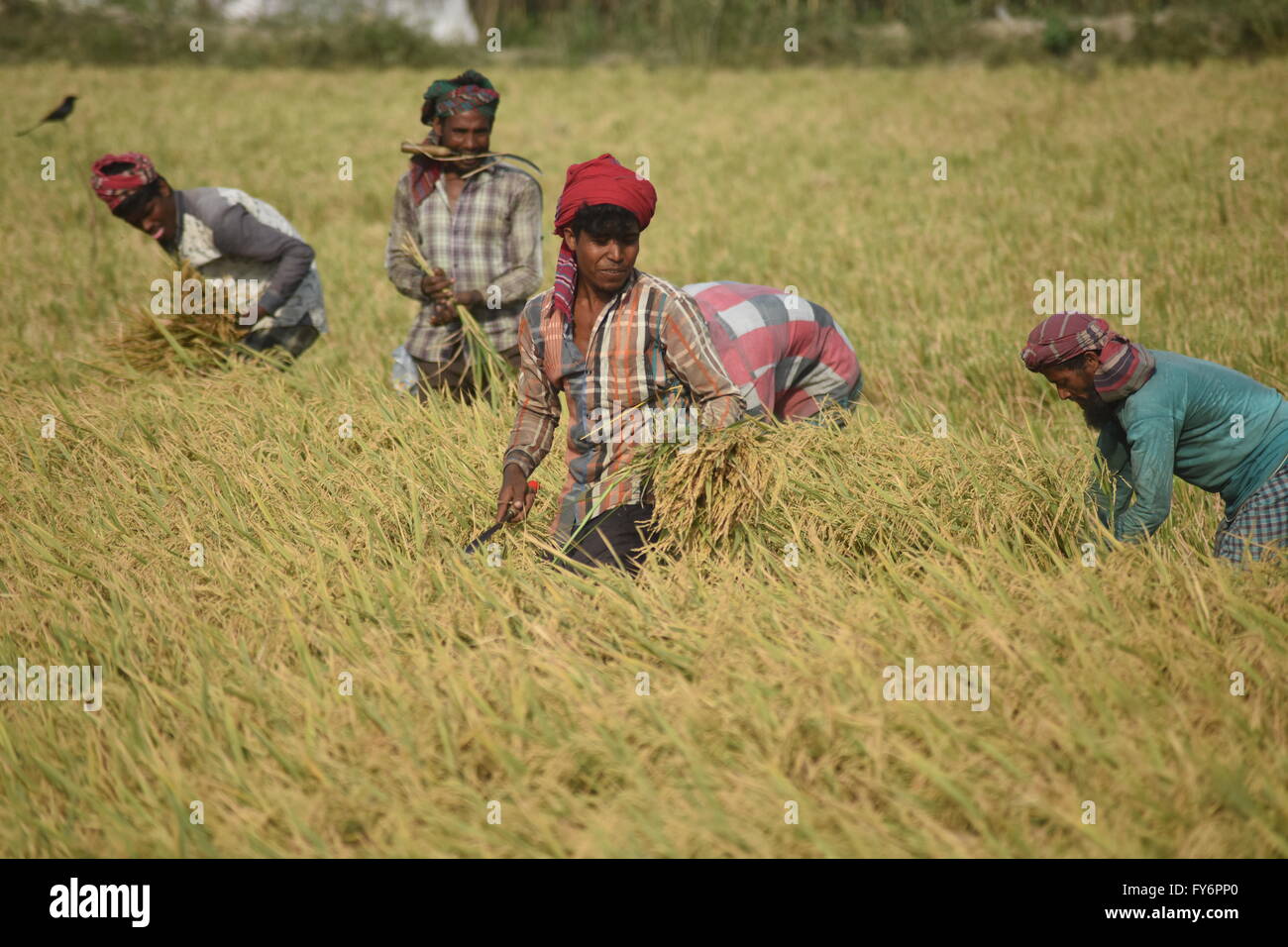 Bangladesh rice field hi-res stock photography and images - Alamy