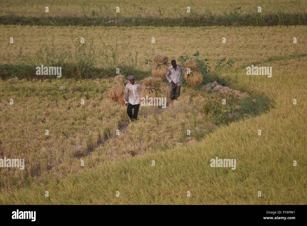 Man carrying rice paddy field hi-res stock photography and images - Alamy