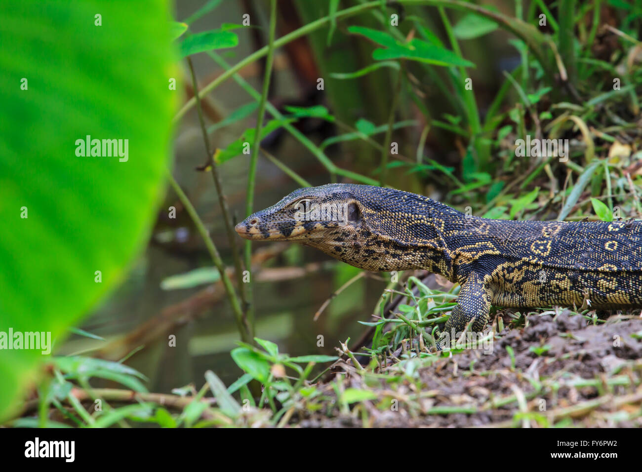 water monitor lizard (varanus salvator) in forest Stock Photo - Alamy