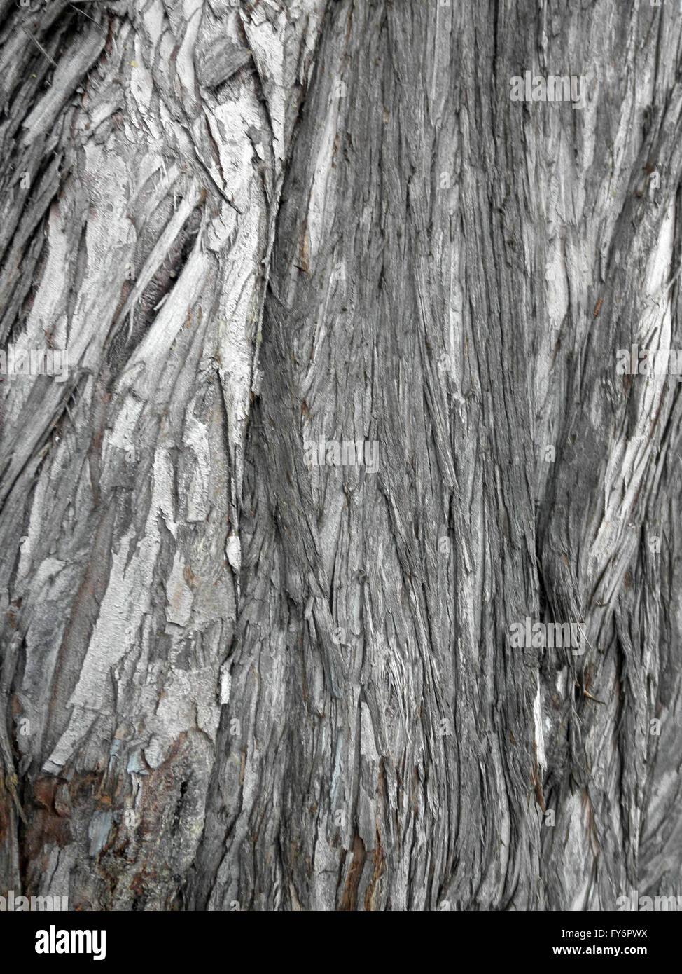 Gray Tree Bark Close-up pattern with lines going downwards Stock Photo ...